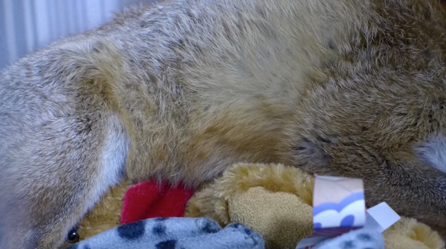 Foxing - The Learned Pig